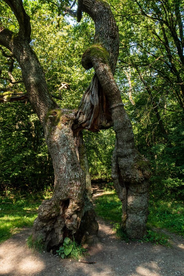 Old Oak in the Hainich Forest of Thuringia in Germany Stock Image ...
