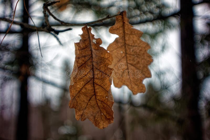 Old oak leaf on a branch stock image. Image of branch - 257914829