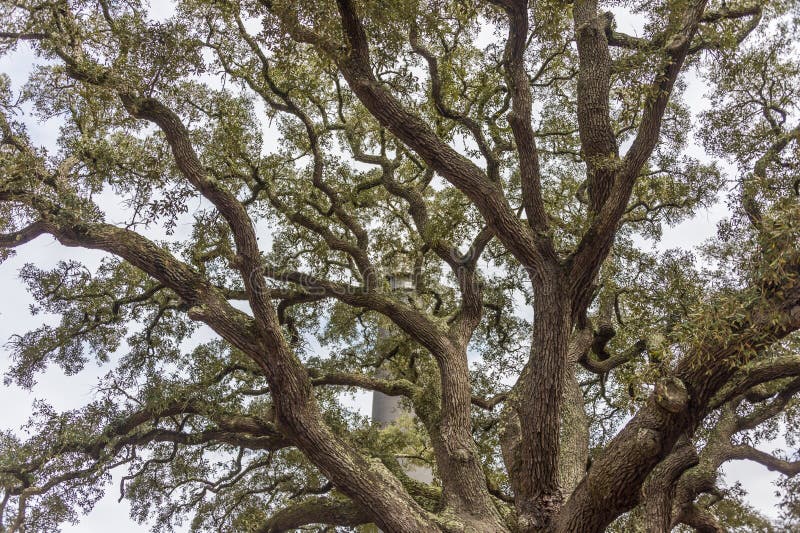 Old oak stock photo. Image of branches, bark, background - 86766012