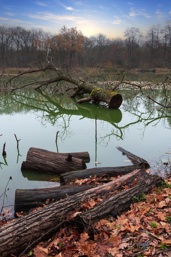 Old Oak Logs and Dead Tree on Forest Swamp Stock Photo - Image of ...