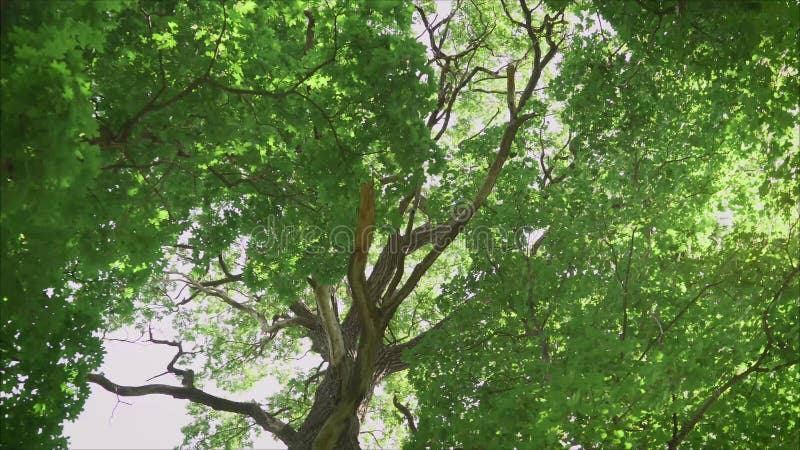 Tall Trees Isolated on White Background. Old Oak in the Maple Forest ...
