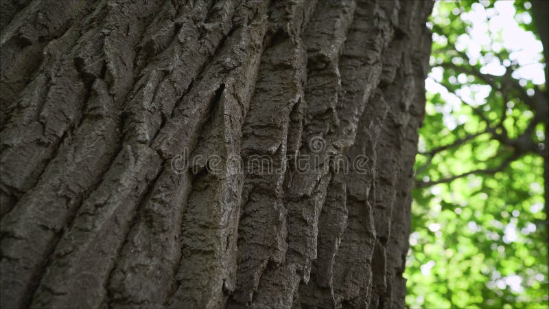 Tall Trees on White Background. Old Oak in the Maple Forest Stock Photo ...