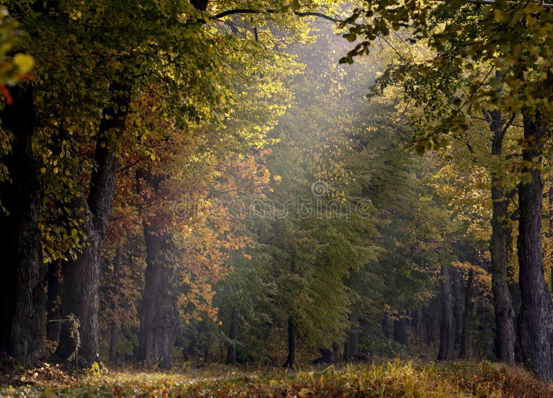 Old Oak and Maple Trees in Autumnal Light Stock Image - Image of ...