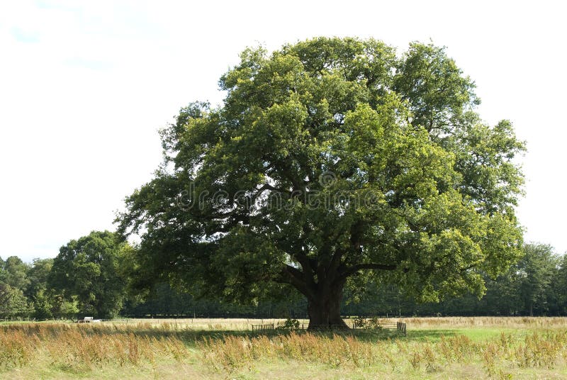 Old Oak, Oude Eik stock image. Image of trees, bomen - 129029635
