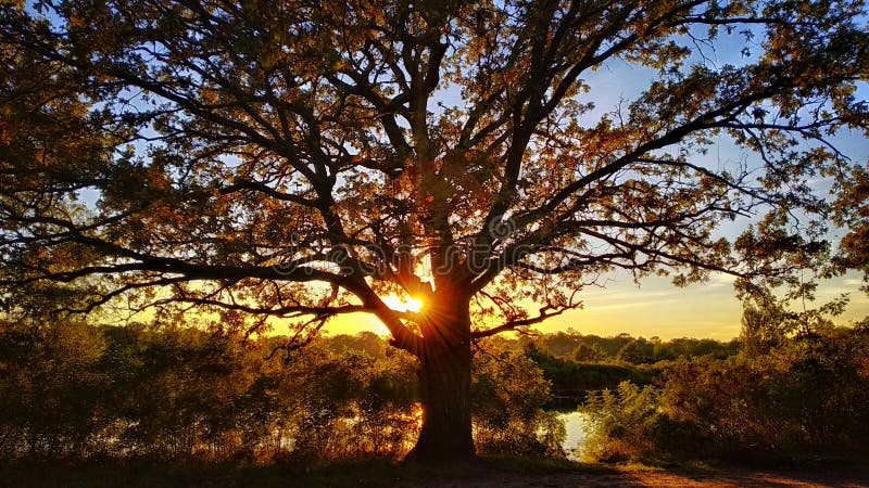 Old Oak on a Sunset. Beautiful Fall Scene Stock Image - Image of park ...