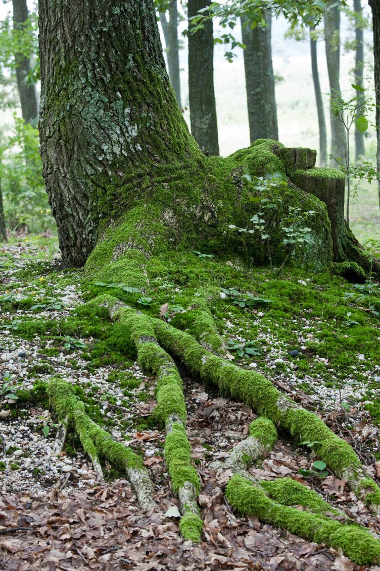 4,257 Oak Tree Root Stock Photos - Free & Royalty-Free Stock Photos ...