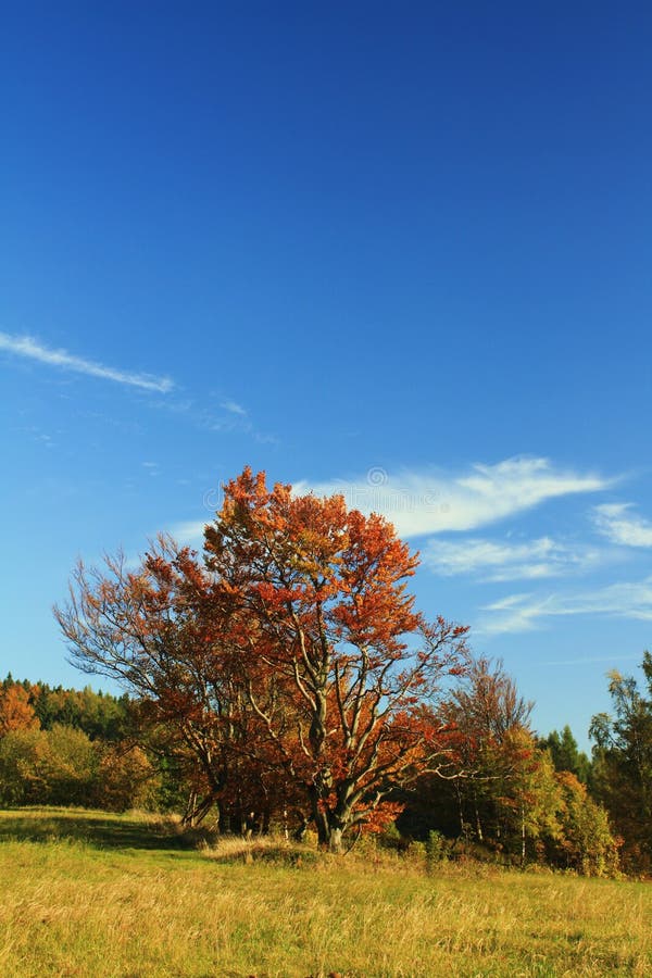 Old Oak Tree on the Horizon Stock Photo - Image of open, countryside ...