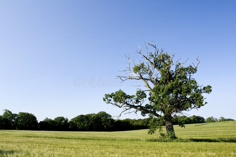 Old Oak Tree stock photo. Image of tree, sunlight, season - 20042990
