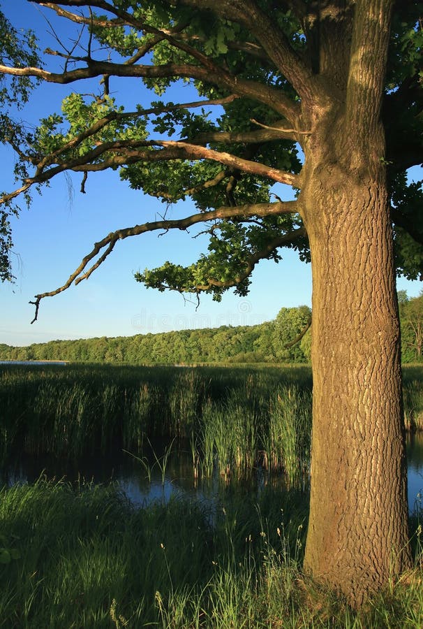 Old oak-tree stock image. Image of grass, pond, summer - 2574995