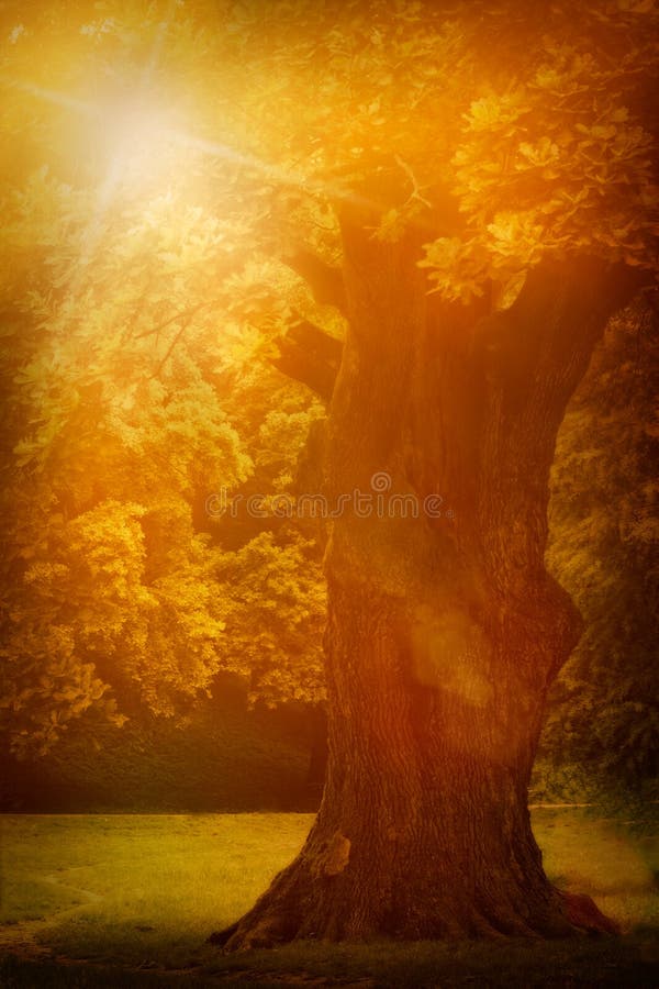 Old oak tree stock image. Image of light, lush, october - 29690583