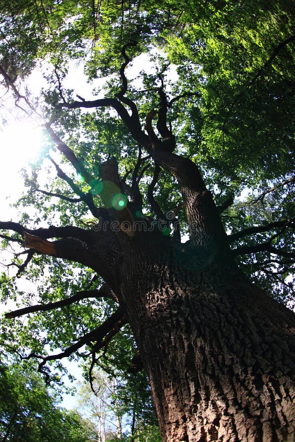 Old oak tree stock photo. Image of grass, trees, earth - 84436484