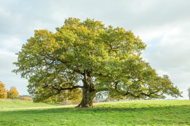 Old Oak Tree in the Autumn. Stock Photo - Image of english, plants ...