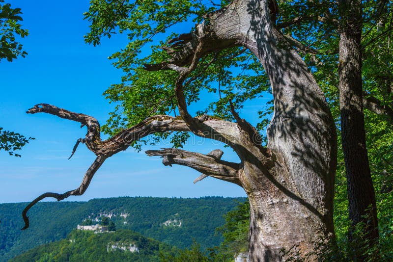 Old oak tree at Bad Urach stock image. Image of suebian - 94763789