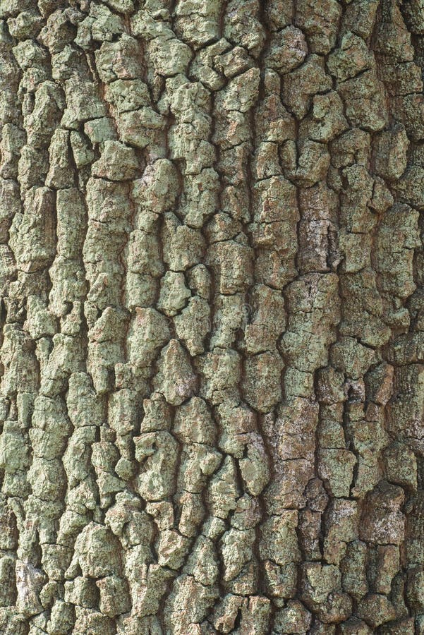 Old Oak Tree Bark Texture Background Stock Photo - Image of green ...