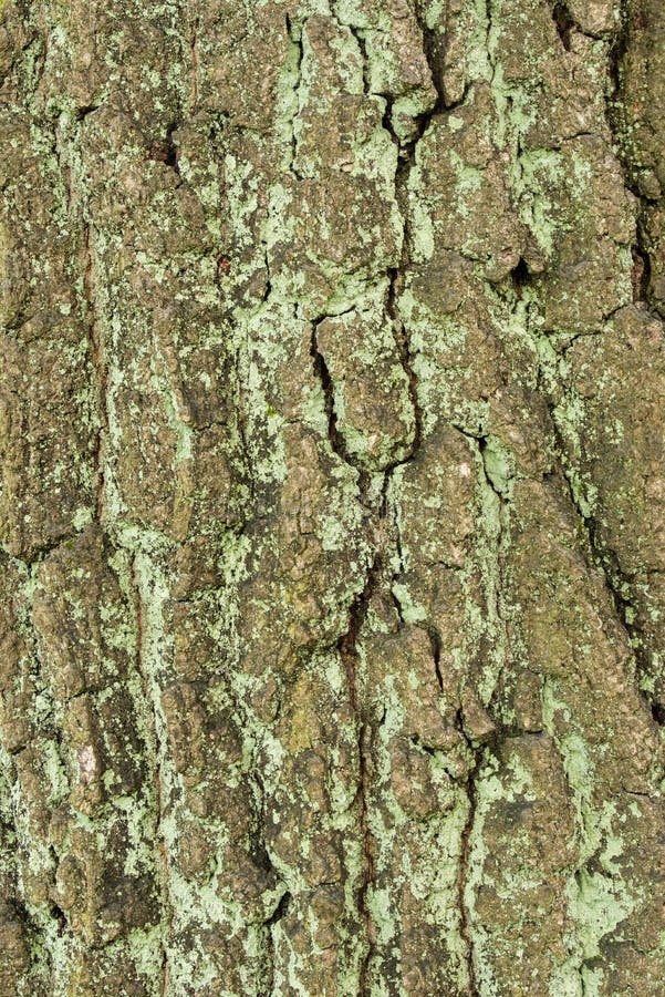 Old Oak Tree Bark Texture Background Stock Photo - Image of detail ...