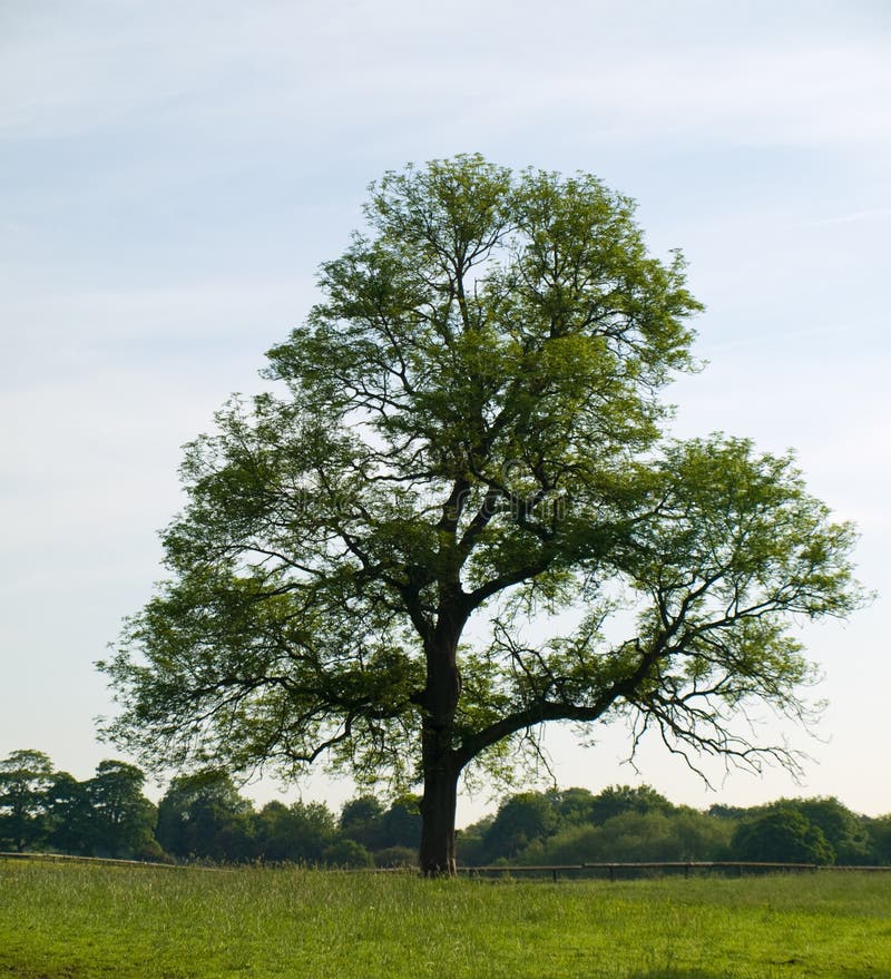 Old Oak Tree in Beautiful Green Field Stock Image - Image of nature ...