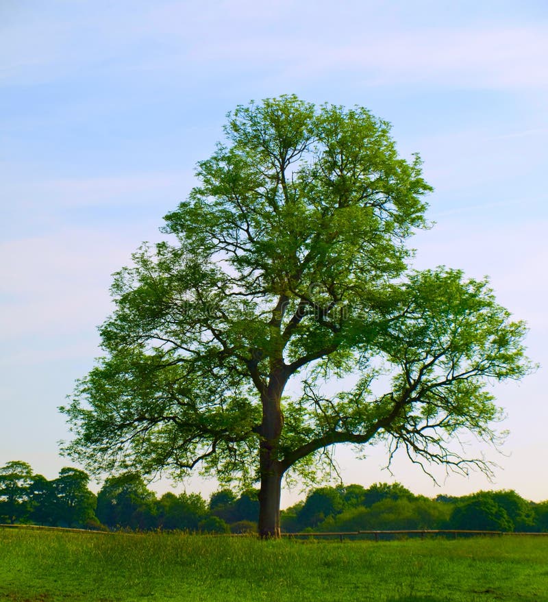 Old Oak Tree in Beautiful Green Field Stock Image - Image of beauty ...