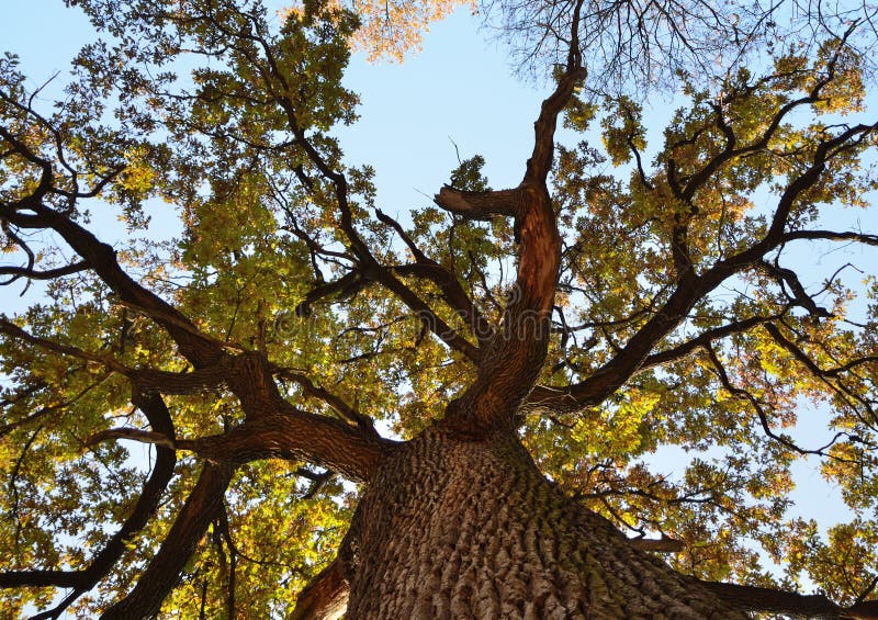 Old oak tree from below. stock image. Image of descriptive - 22159353