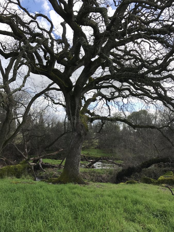 Old oak tree stock image. Image of spring, tree, river - 85924085