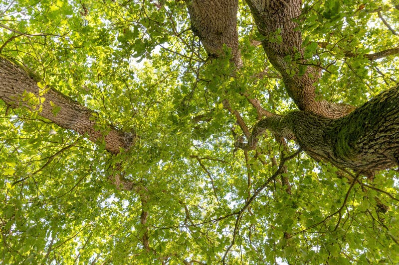 Old Oak Tree with Green Leaves in a Sunny Summer Day Close Up Stock ...