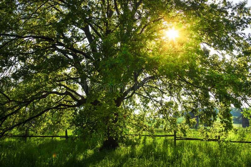 The Old Oak Tree in Bright Summer Day Stock Photo - Image of crown ...