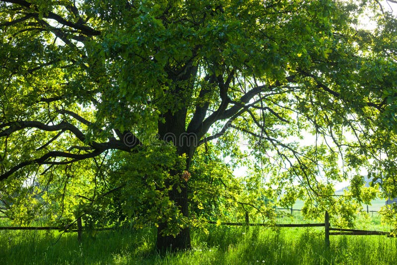 The Old Oak Tree in Bright Summer Day Stock Image - Image of branchy ...