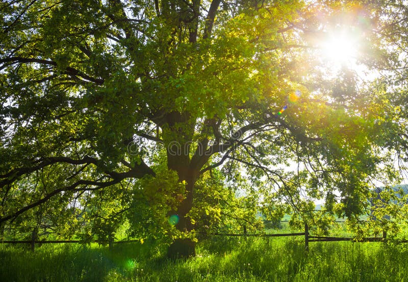 The Old Oak Tree in Bright Summer Day Stock Photo - Image of bole ...