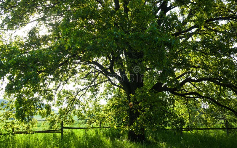 The Old Oak Tree in Bright Summer Day Stock Photo - Image of oakery ...