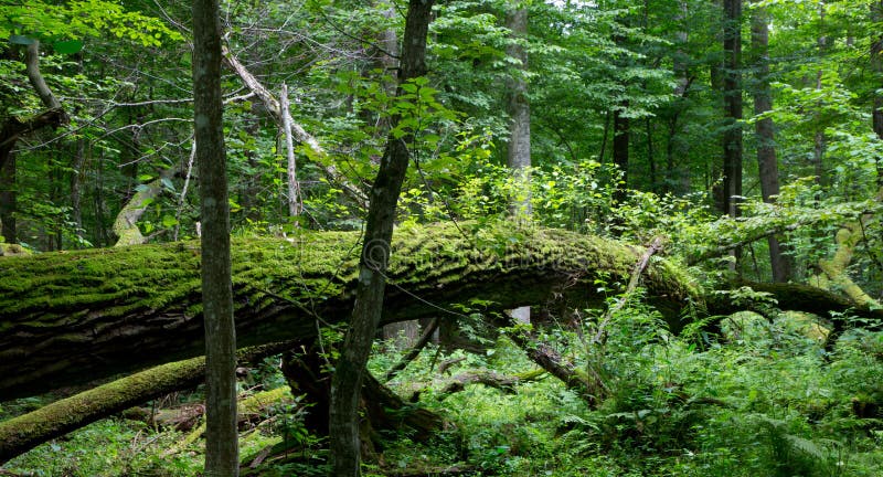 Old Oak Tree Broken Lying in Spring Forest Stock Image - Image of ...
