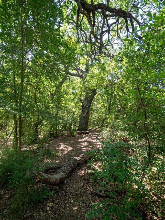 Old Oak Tree at Caraorman Forest, Danube Delta, Romania Stock Photo ...