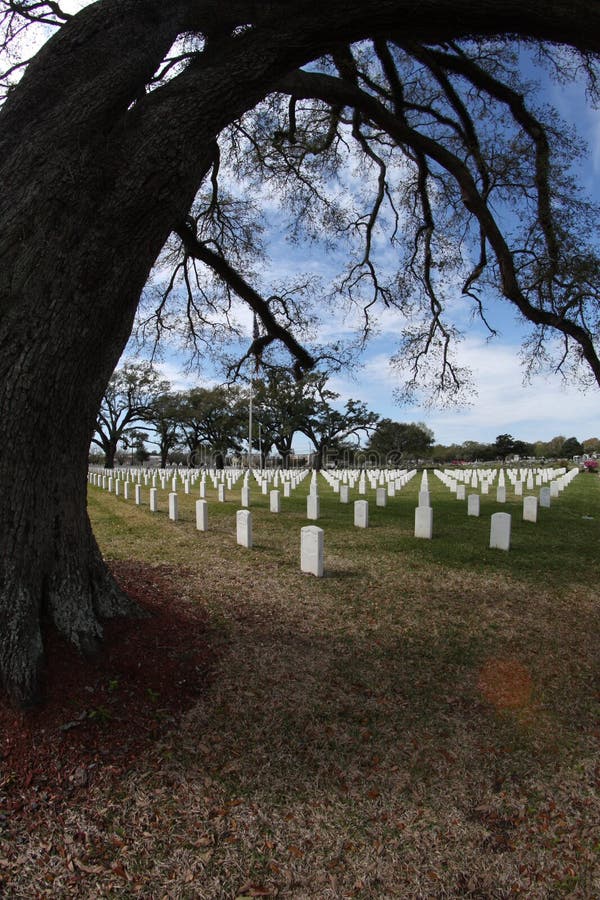 Oak tree in cemetery editorial stock photo. Image of tree - 135861913