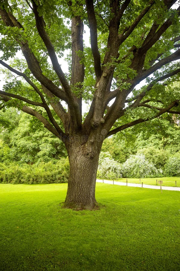 Old Oak Tree in a City Park, Moscow, Russia Stock Image - Image of ...