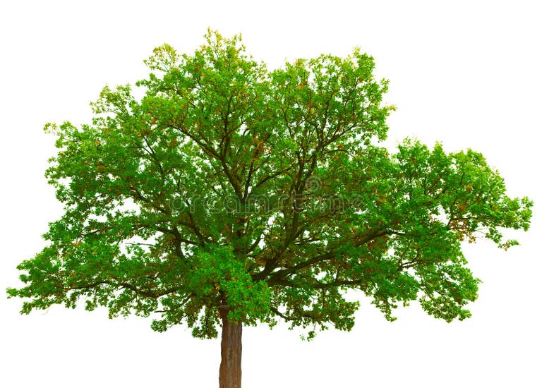 51,249 Old Crown 2ndary Stock Photos - Free & Royalty-Free Stock Photos ...