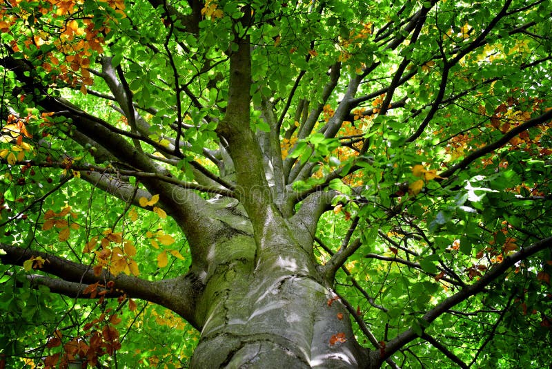 Old oak tree stock image. Image of foliage, nature, color - 127695293