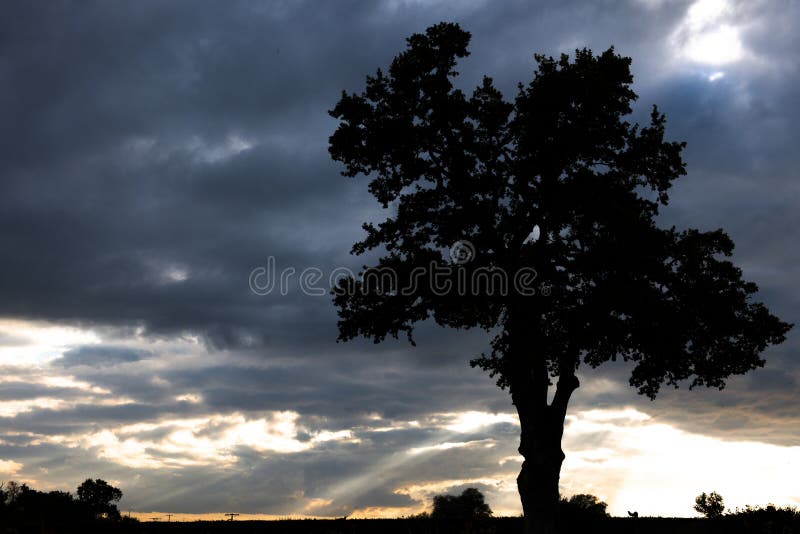 Old Oak Tree, Dark Clouds, Sunset Stock Image - Image of dramatically ...