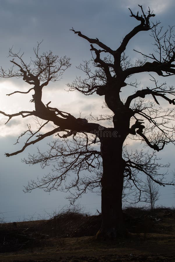 Old Oak Tree during Early Spring with Strong Tree Trunk and Lots of ...