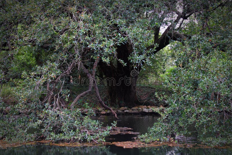 This Old Oak Tree is Embracing the Water Stock Image - Image of ...