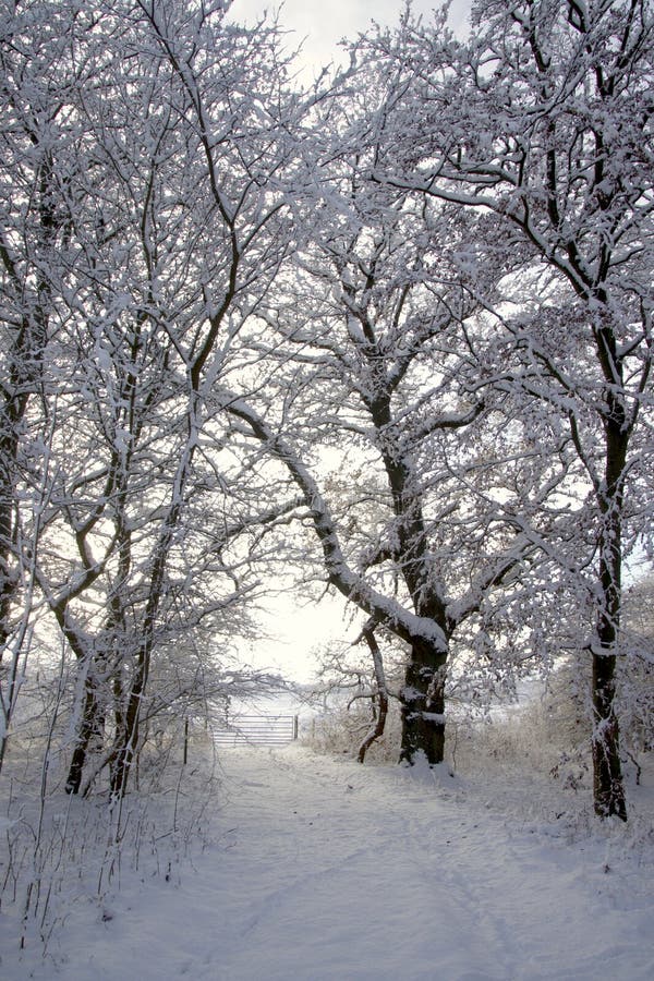 Old Oak Tree at the End of the Forest in December Stock Image - Image ...