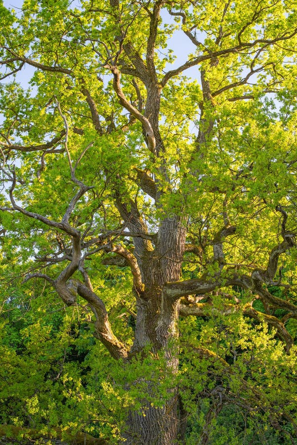 Old Oak Tree with Expansive Branches Sunlit by Spring Sun Stock Image ...
