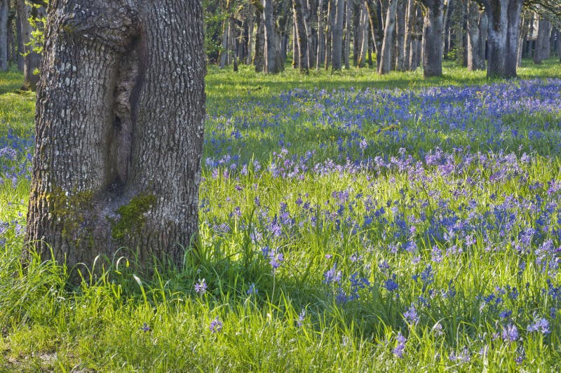 Old Oak Tree in Foreground with a Meadow of Blue Camas Wildflowers in ...