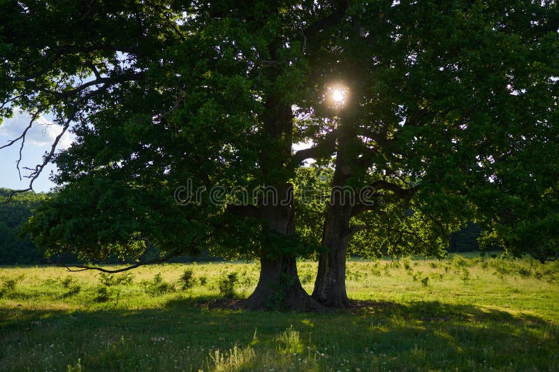 Old oak tree in the forest stock photo. Image of scenery - 324587992