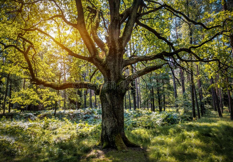 Old oak tree in the forest stock image. Image of large - 239976607