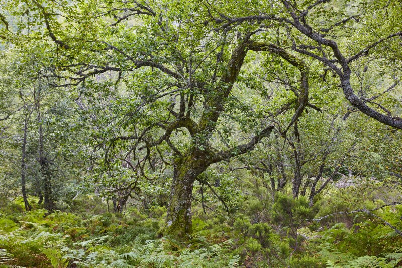 Old Oak Tree in the Forest. Muniellos Biosphere Reserve. Asturias Stock ...