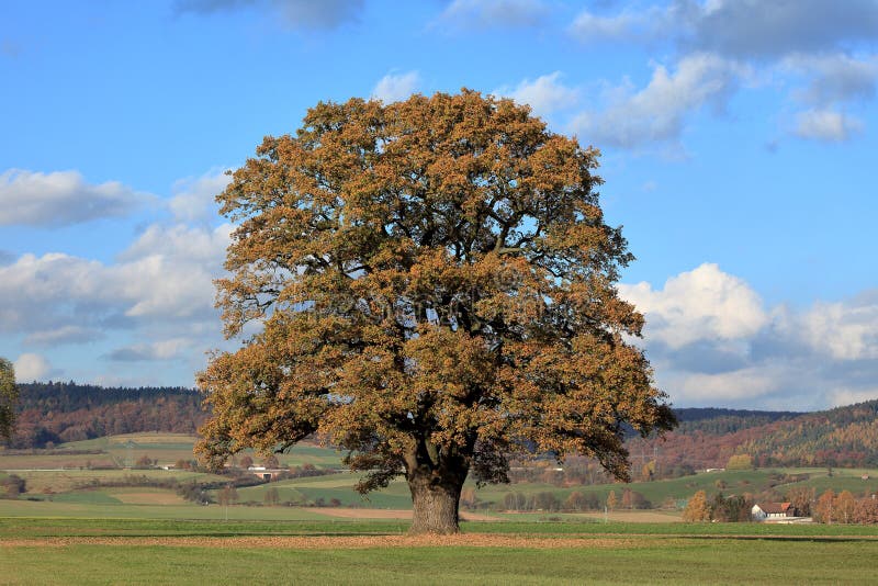 Old Oak Tree In Late Autumn Stock Image - Image of straddles, trees ...