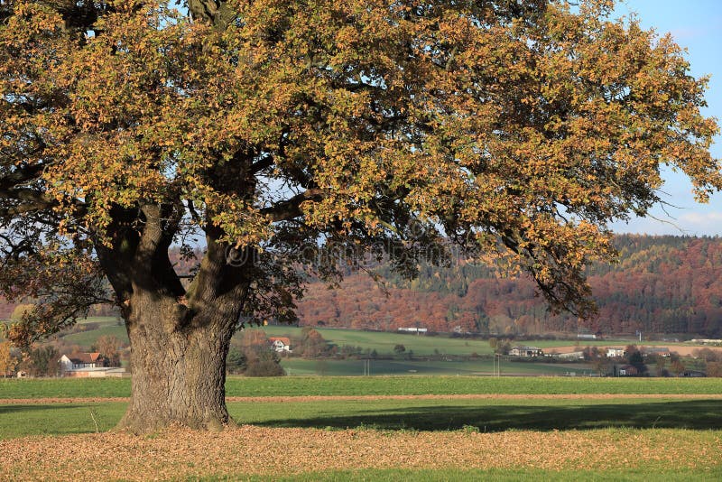 Old Oak Tree in Golden Autumn Stock Image - Image of tree, quercus ...
