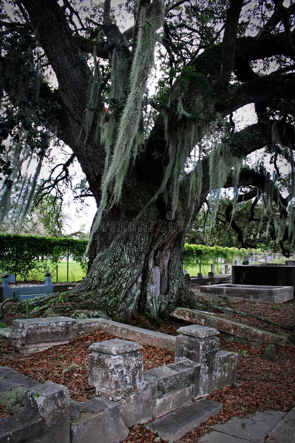 An Old Oak Tree with Graves among Its Roots Stock Image - Image of moss ...