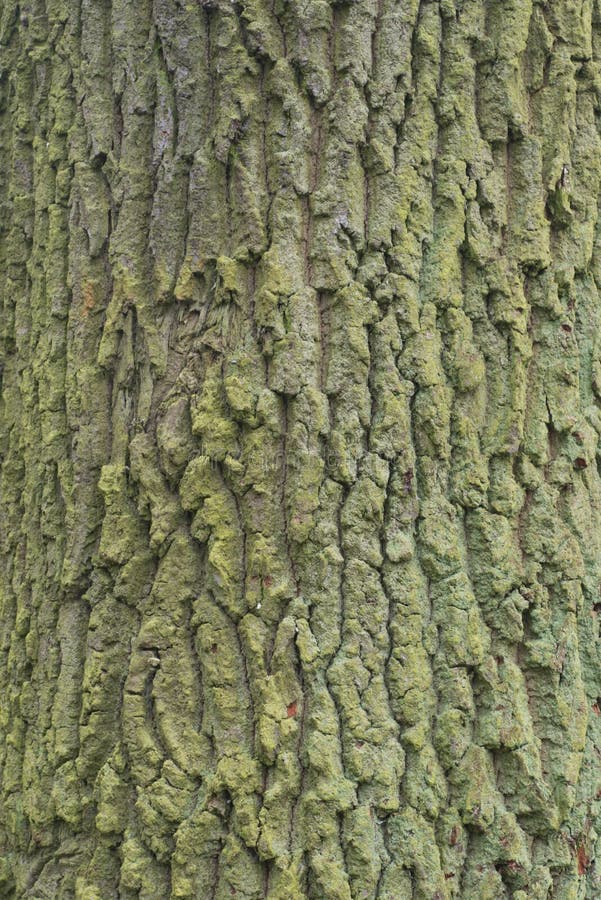 Old oak tree bark texture stock image. Image of aged - 109094623