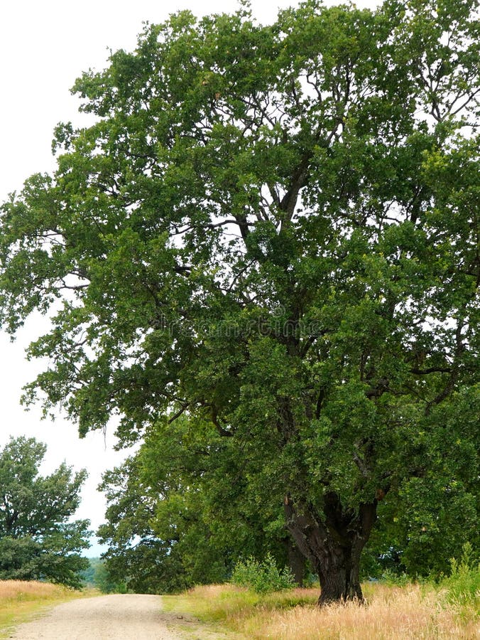 Old Oak Tree with Green Foliage on Side of Path in the Countryside in ...