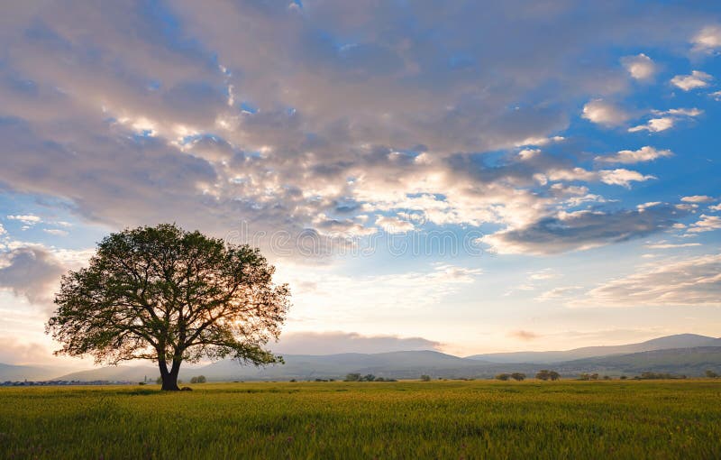 Old Oak Tree Over Spring Sunset Sky Stock Image - Image of dramatic ...