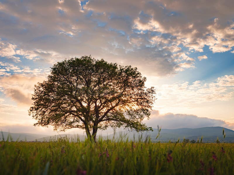Old Oak Tree Over Spring Sunset Sky Stock Photo - Image of greenery ...